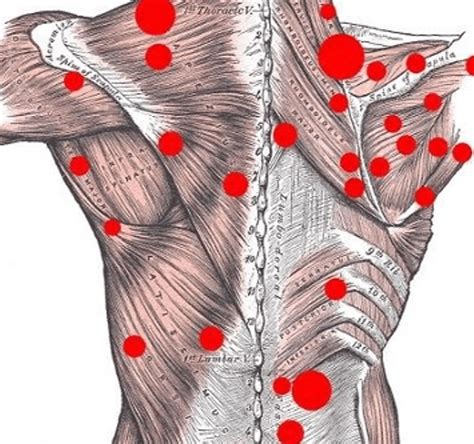 Spine Orthopedic And Regenerative Medicine