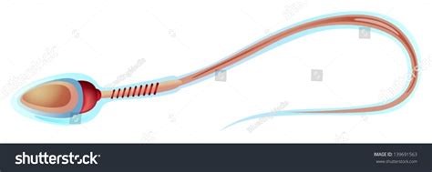 Illustartion Showing Structure Sperm Cell Stock Vector Royalty Free Shutterstock