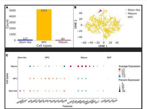 Figure 1 From Functional Maturation Of Human Ipsc Derived Pyramidal Neurons In Vivo Is Dependent
