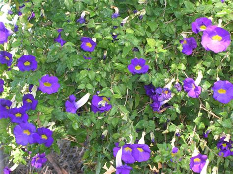 King Of Kings Plant At Wilbur Pritt Blog