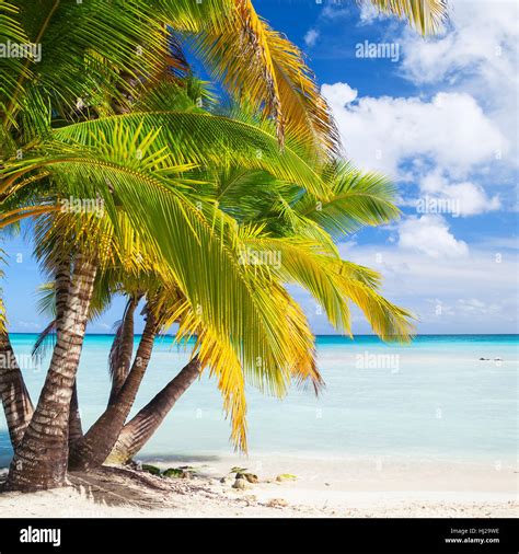Coconut Palms Grow On White Sandy Beach Caribbean Sea Coast Dominican