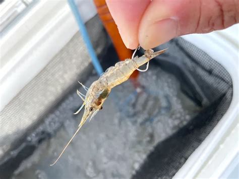 シラサエビでのエビ撒き釣り・カゴ釣りで好釣果を挙げよう！青物・マダイ・根魚狙いについて 全国釣り紀行