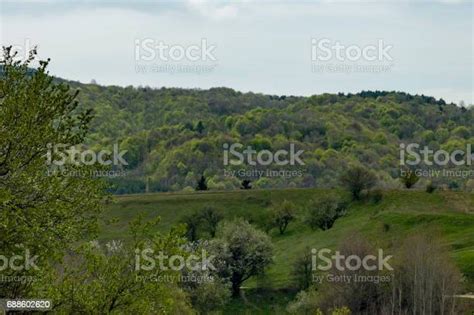 녹색 숲 사이의 빈 터 향기로운 꽃 나무와 숲 플 산 봄 자연의 아름 다운 풍경 0명에 대한 스톡 사진 및 기타 이미지 0명 경관 계절 Istock