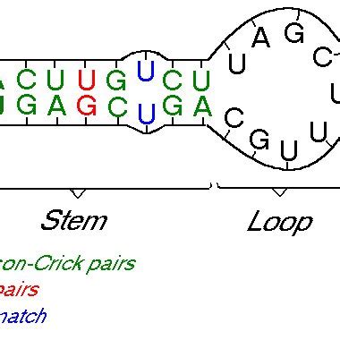 A RNA Molecule Secondary Structure Download Scientific Diagram