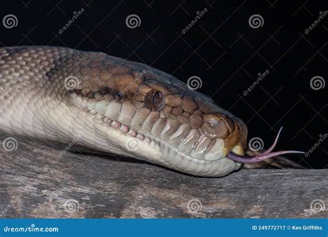 Australian Scrub Python Stock Image Image Of Australia