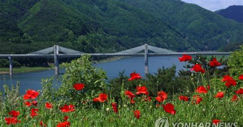 소양강에 핀 꽃양귀비의 붉은 물결