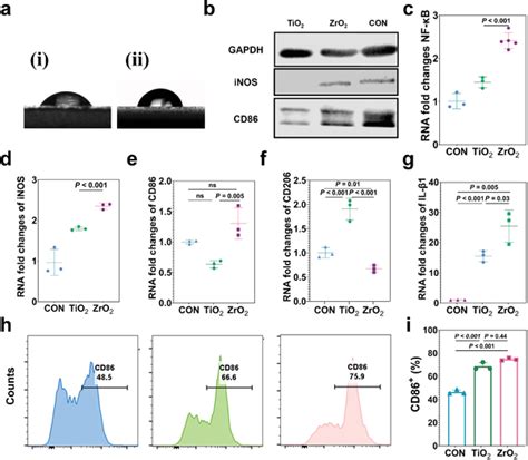 Macrophages Activation On Tio2 And Zro2 Substrates A Water Contact