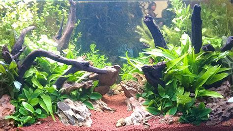 Utilización De Plantas Para El Acuario