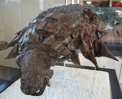 Mundo Pré Histórico Edmontonia Um Grande Nodossaurídeo