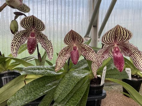 Paphiopedilum Chonsuke Atsuji Paph Paradise
