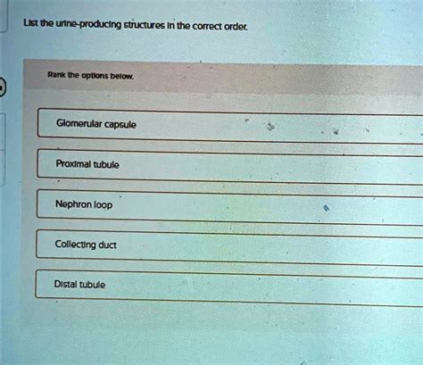 List The Urine Producing Structures In The Correct Order Rank The Options Below Glomerular