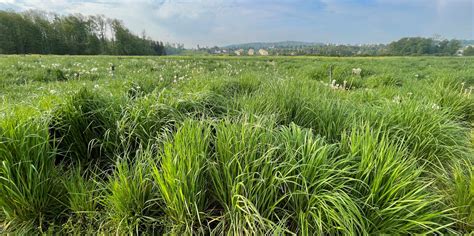 Ray Grass Hybride Les Meilleures Caractéristiques Du Ray Grass Anglais