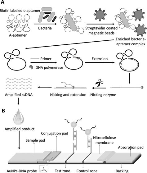 Aptamer Mediated Strand Displacement Amplification Sda Assays On A Download Scientific