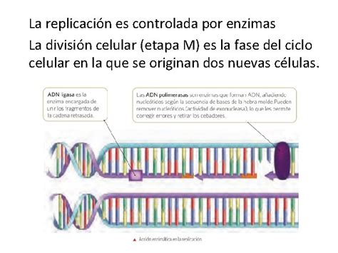 Biologa Material Gentico Replicacin 4 Medio El Modelo