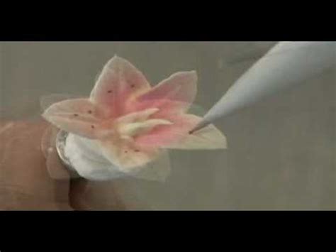 Lily Youtube