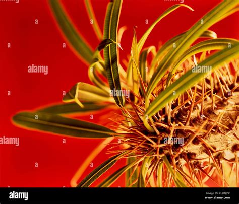 Choas Abstract Patterns And Textures In Nature And The Environment