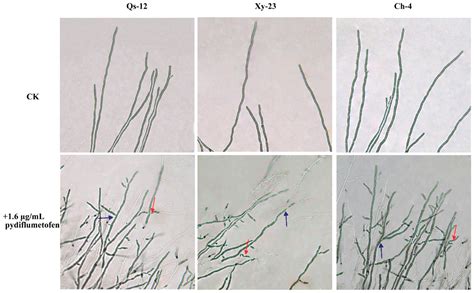 Activity Of A Novel Succinate Dehydrogenase Inhibitor Fungicide Pydiflumetofen Against Fusarium