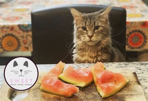 Maine Coon Breeder Interview Sweet Giants Maine Coon Cattery I Want