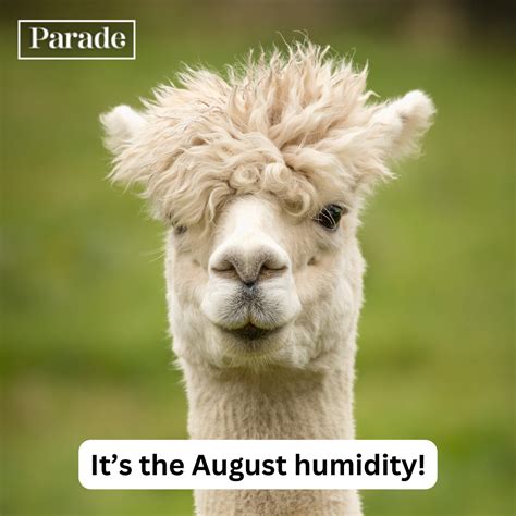 45 Funny August Memes Parade
