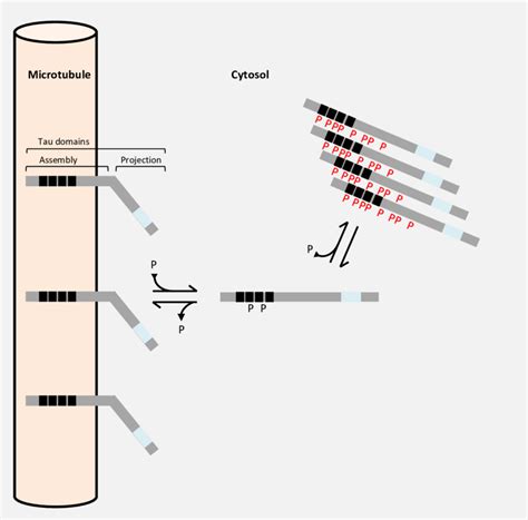 3 Model Of The Regulation Of Tau Microtubule Interaction In The