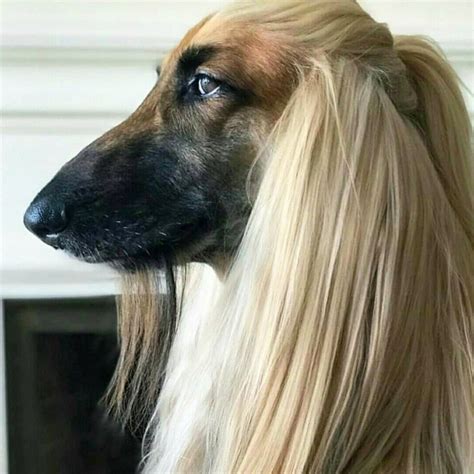 Собака с длинной мордой 75 фото