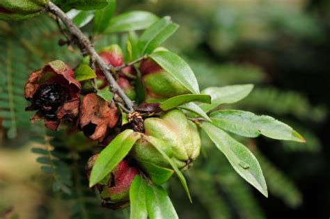 Trees Ideal For Containers SA Garden And Home