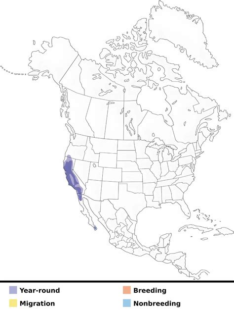 Oak Titmouse Baeolophus Inornatus Identification Habitat Diet And