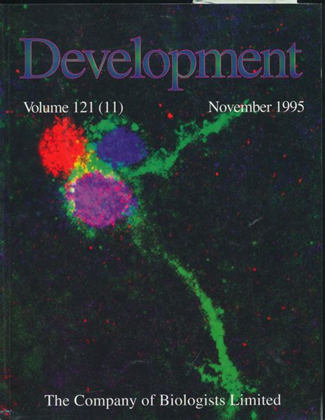 Segmental Migration Of Trunk Neural Crest Time Lapse Analysis Reveals A Role For Pna Binding