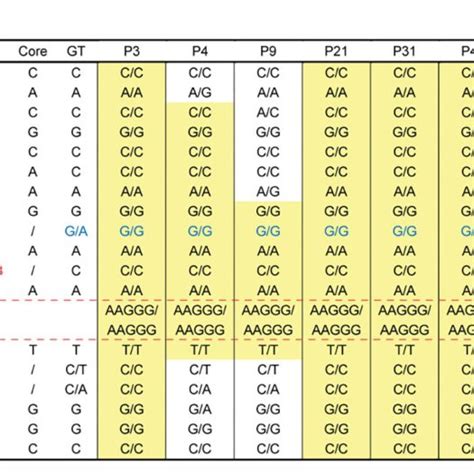 Figure Single Nucleotide Variant Snv Based Haplotype Analysis Of Download Scientific Diagram