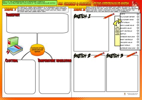 New Edexcel Gcse Pe Unit 1 Topic 1 2 Lesson 1 Cardiovascular System Activity
