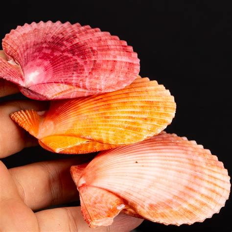 Pecten Colorati Natural Shells For Collectors And Decorations Sea