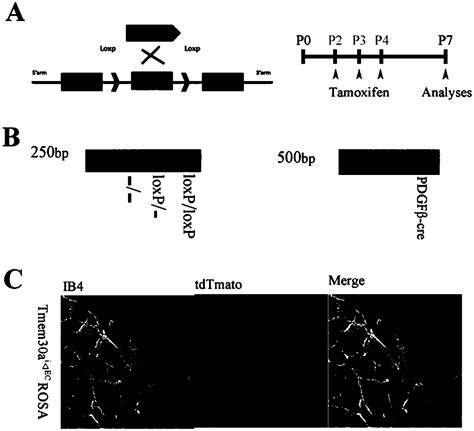 Construction And Application Of Retinal Neovascularization Disease Model Eureka Patsnap