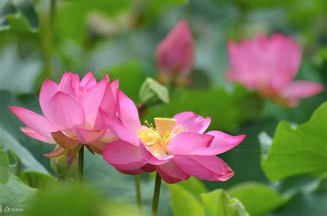 lotus park and sunflower field tour klook