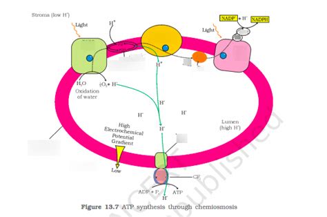 Photosynthesis Chemiosmosis Diagram Quizlet