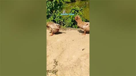 গ্রামের রুপ যত দেখি তত মুগ্ধ হয় Bangladesh Nature Villagelife Youtube