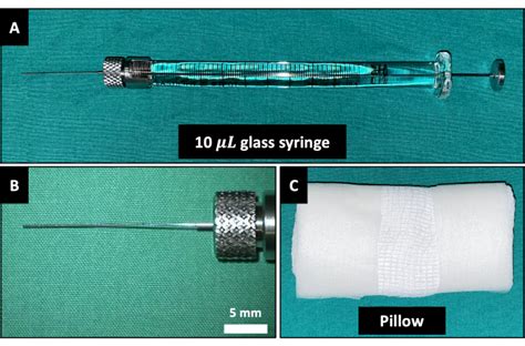 Sub Retinal Delivery Of Human Embryonic Stem Cell Derived Photoreceptor Progenitors In Rd10 Mice