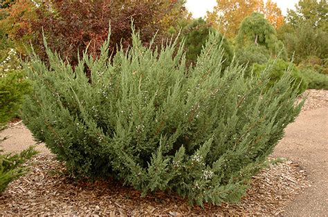 Juniperus Chinensis Maney Landscape Plants Oregon State University