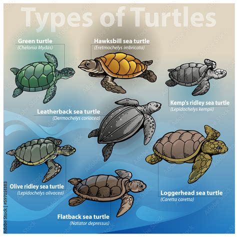 Vector Illustration Infographic About Types Of Sea Turtles Stock