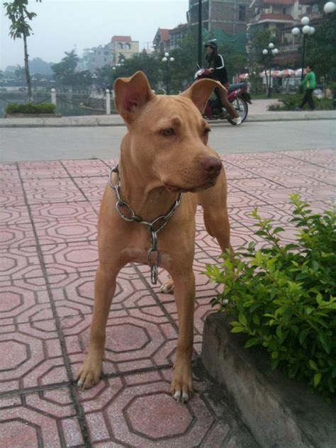 Pit Bull Thuần Chủng