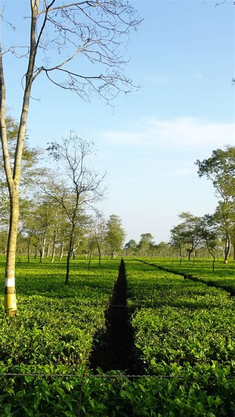 10 Best Places To Visit In Assam
