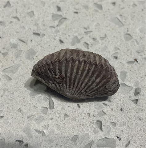 Brachiopod R Fossils