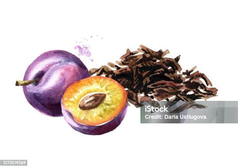 마른 차 잎과 매화의 힙 흰색 배경에 고립 된 손으로 그린 수채화 그림 건강관리와 의술에 대한 스톡 벡터 아트 및 기타 이미지 건강관리와 의술 건강한 식생활 건조한