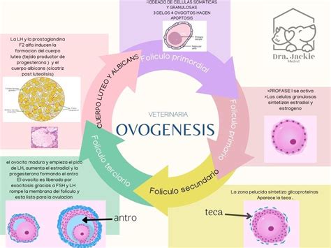 Ovogenesis Obstetricia Y Puericultura Cuerpo Lúteo Clase De Biología