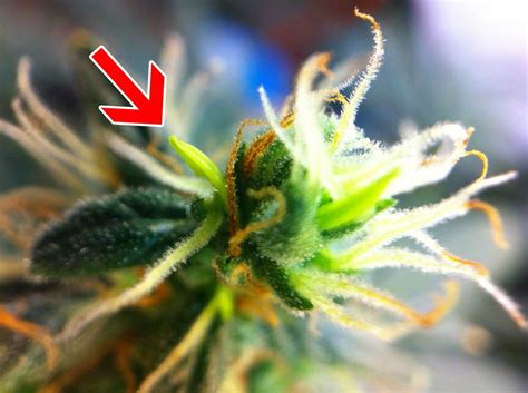 Male Plants Hermies And Bananas Grow Weed Easy