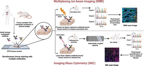Application Of Mass Cytometry Platforms To Solid Organ Transplantation Pmc