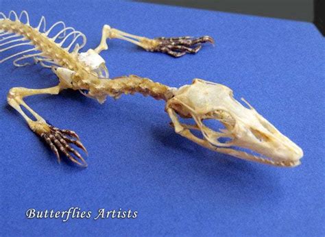 Real Varanus Skeleton Dragon Papuan Savanna And 50 Similar Items