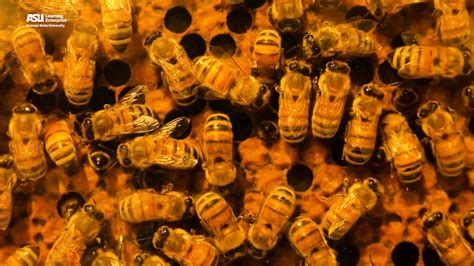 Biodesign Focusing On Sustainable Designs