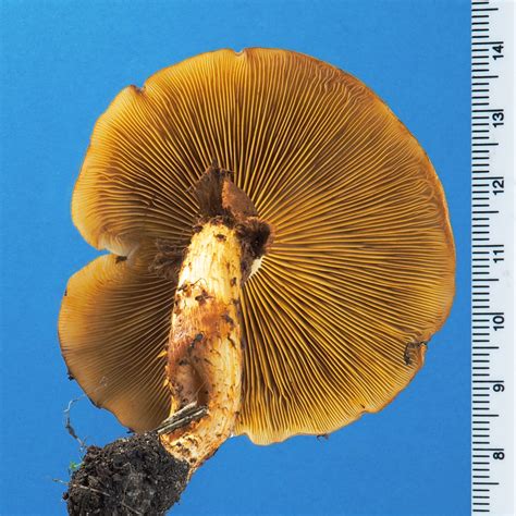 Pholiota Sp