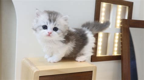 먼치킨 나폴레옹라스