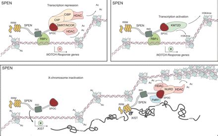 SPOC Domain Proteins In Health And Disease